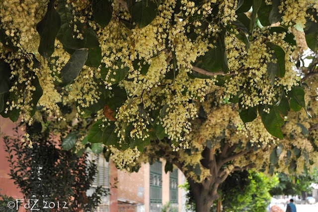 View thru My Global Lens: April 2012