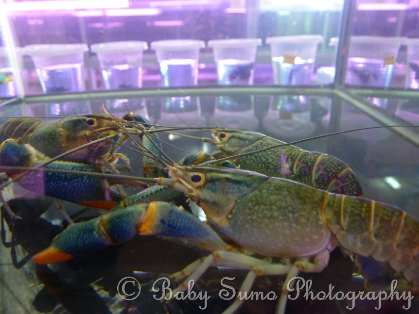 Baby Sumo Photography: Freshwater prawns - KL, Malaysia