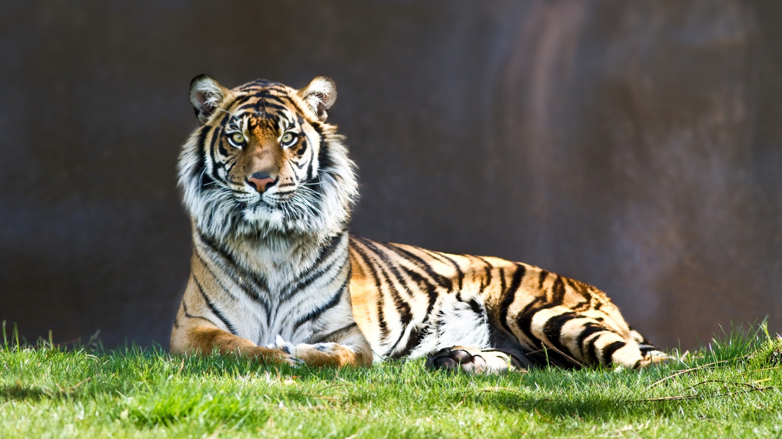 HD Tiger Wallpapers Tiger Pictures | Animal Photo