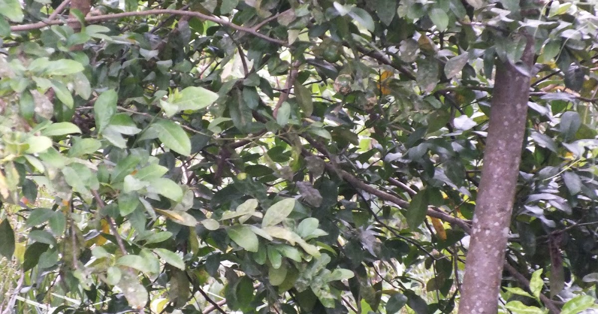 Frutíferas: Limão Rosa ou Cravo