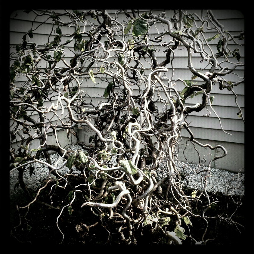 Gaffer63: Walking Stick Tree
