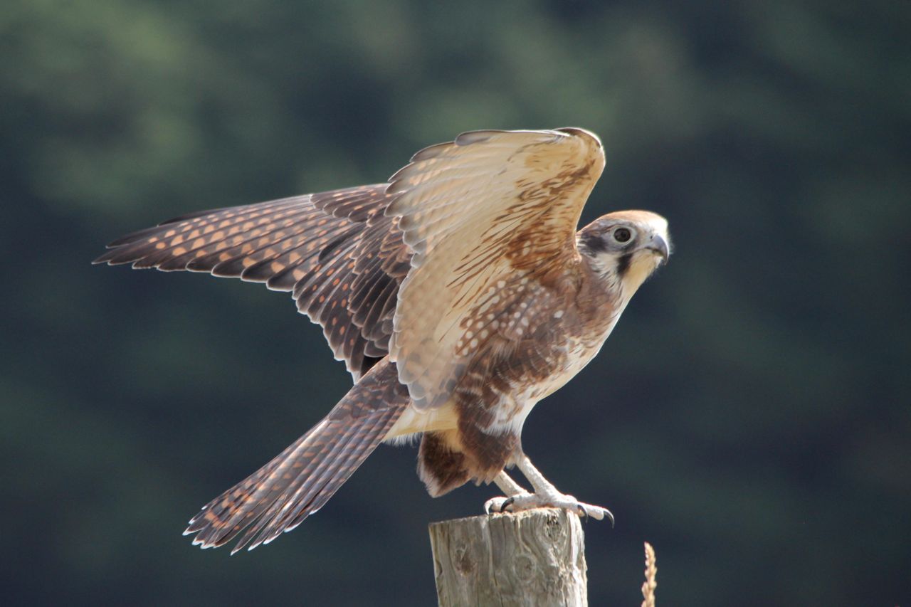 Pete's Flap Birding Aus: Phillip Island raptors