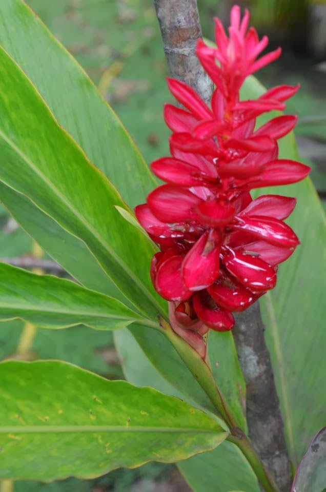 from my garden: Bunga Konvo ( How to make a Flower Bouquet For a ...
