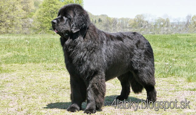 10 najväčších plemien psov na svete | 4 LABKY