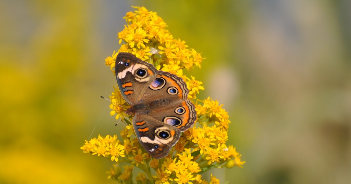 Urban Wildlife Guide: Common Buckeye Butterfly