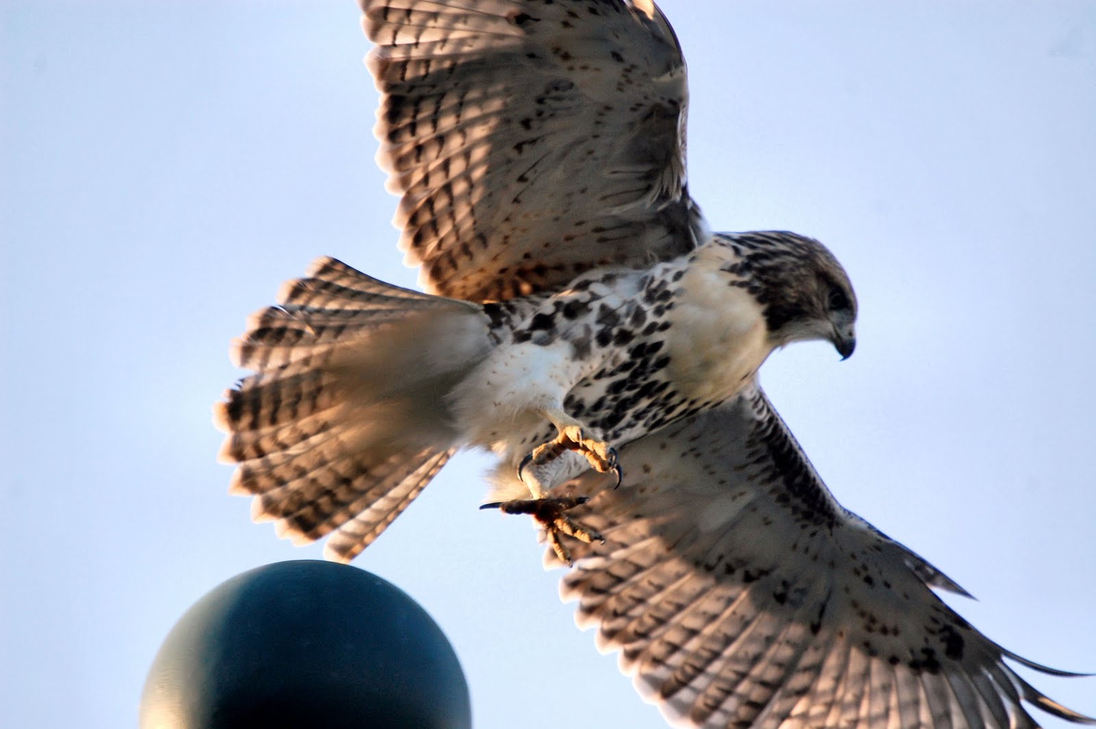 Hawkwatch at the Franklin Institute: News of #3 - and an eyass finally ...