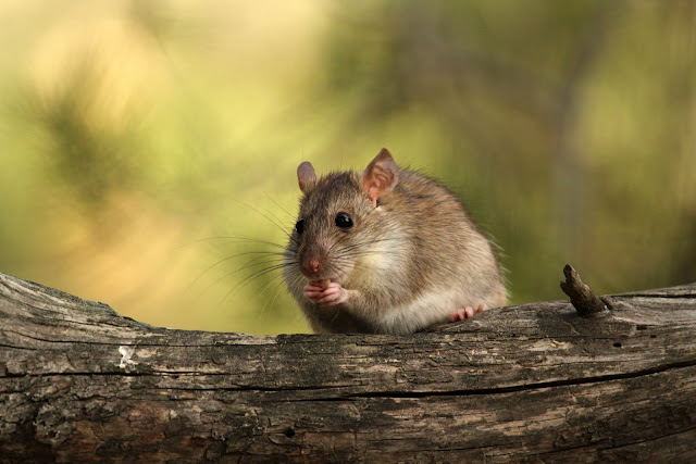 Blog de católicos: Las maravillosas creaciones de Dios