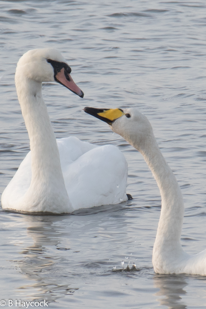 Pembrokeshire Birds: Stackpole late morning & Angle Bay mid-afternoon