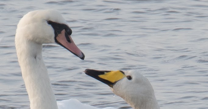 Pembrokeshire Birds: Stackpole late morning & Angle Bay mid-afternoon