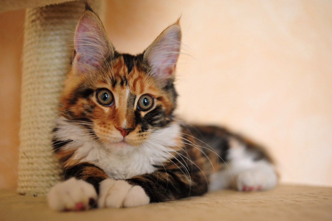 Foto Kucing India Lucu