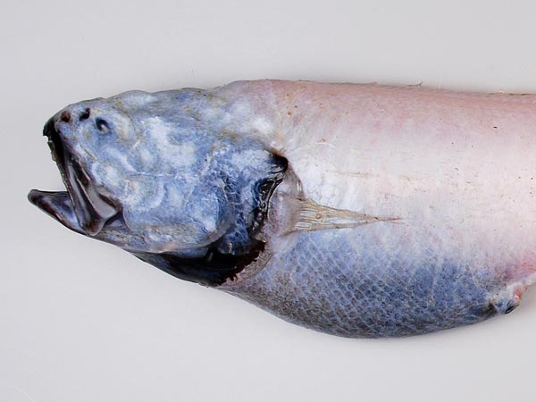 Kongsi Apa Saja: Spesis Baru Ikan Pelik di Temui Di Laut Dalam New Zealand