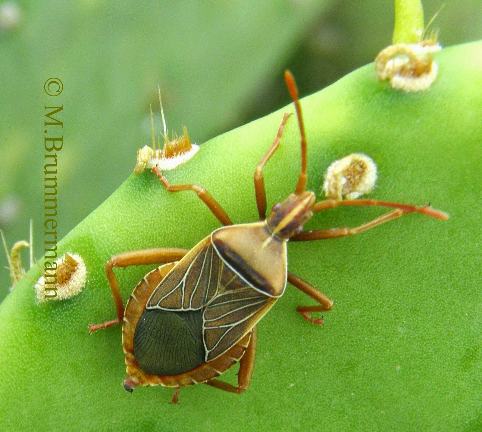 Arizona: Beetles, Bugs, Birds and more: May 2015