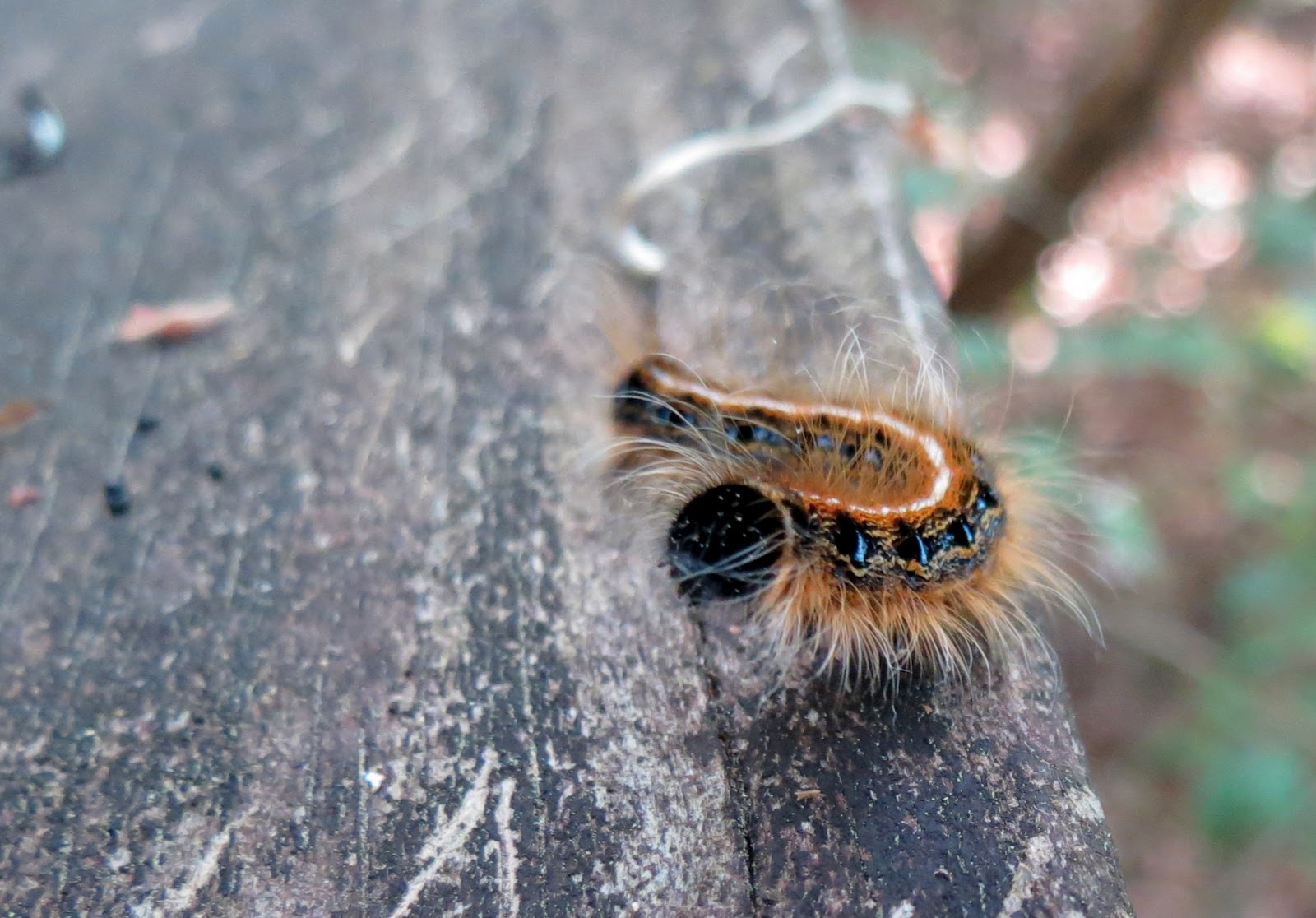 Another Take on Life, the World, and Adventure: Creepy Crawly BUGS!