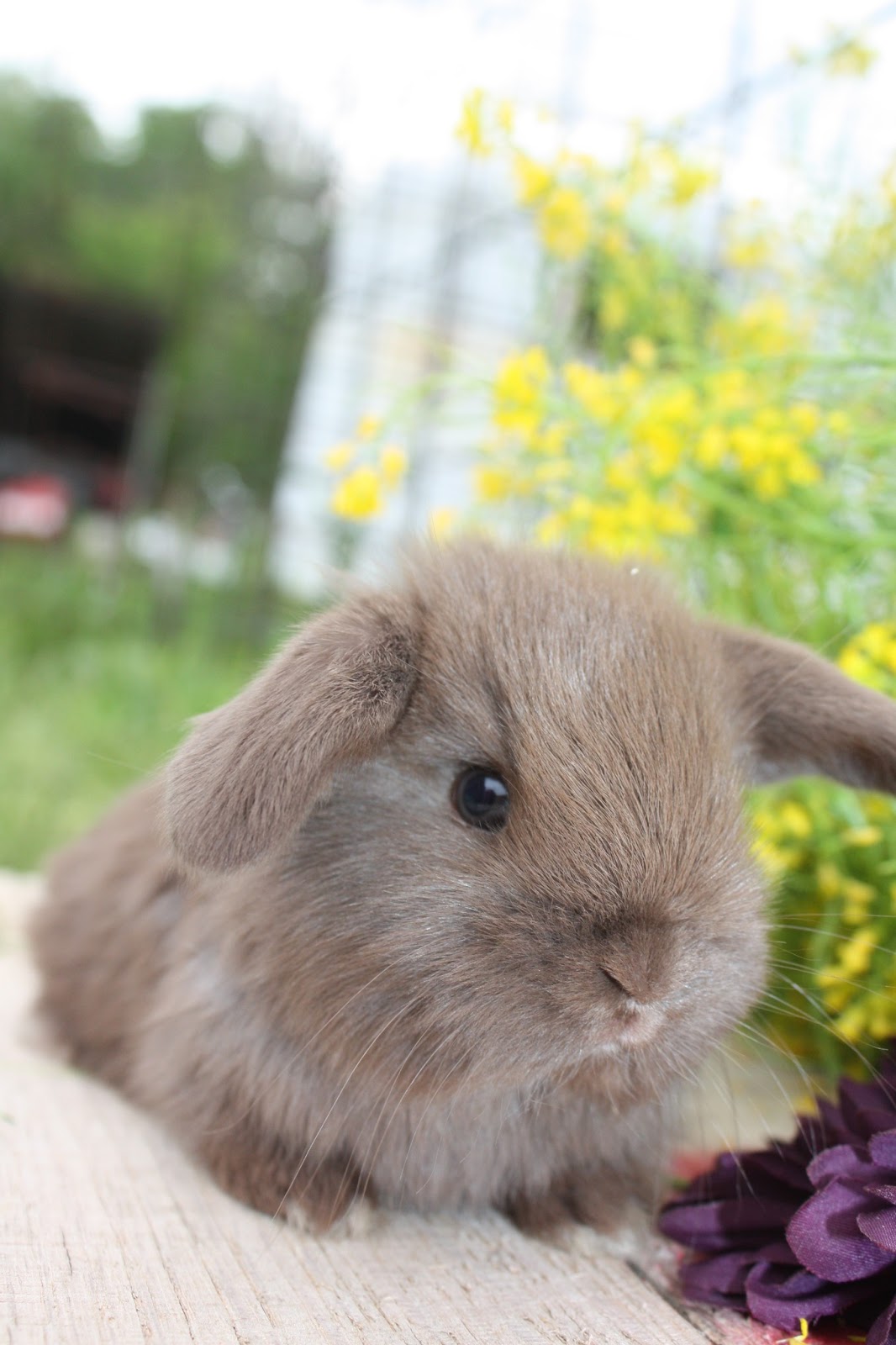 Silver Gate Rabbitry Bunny Blog