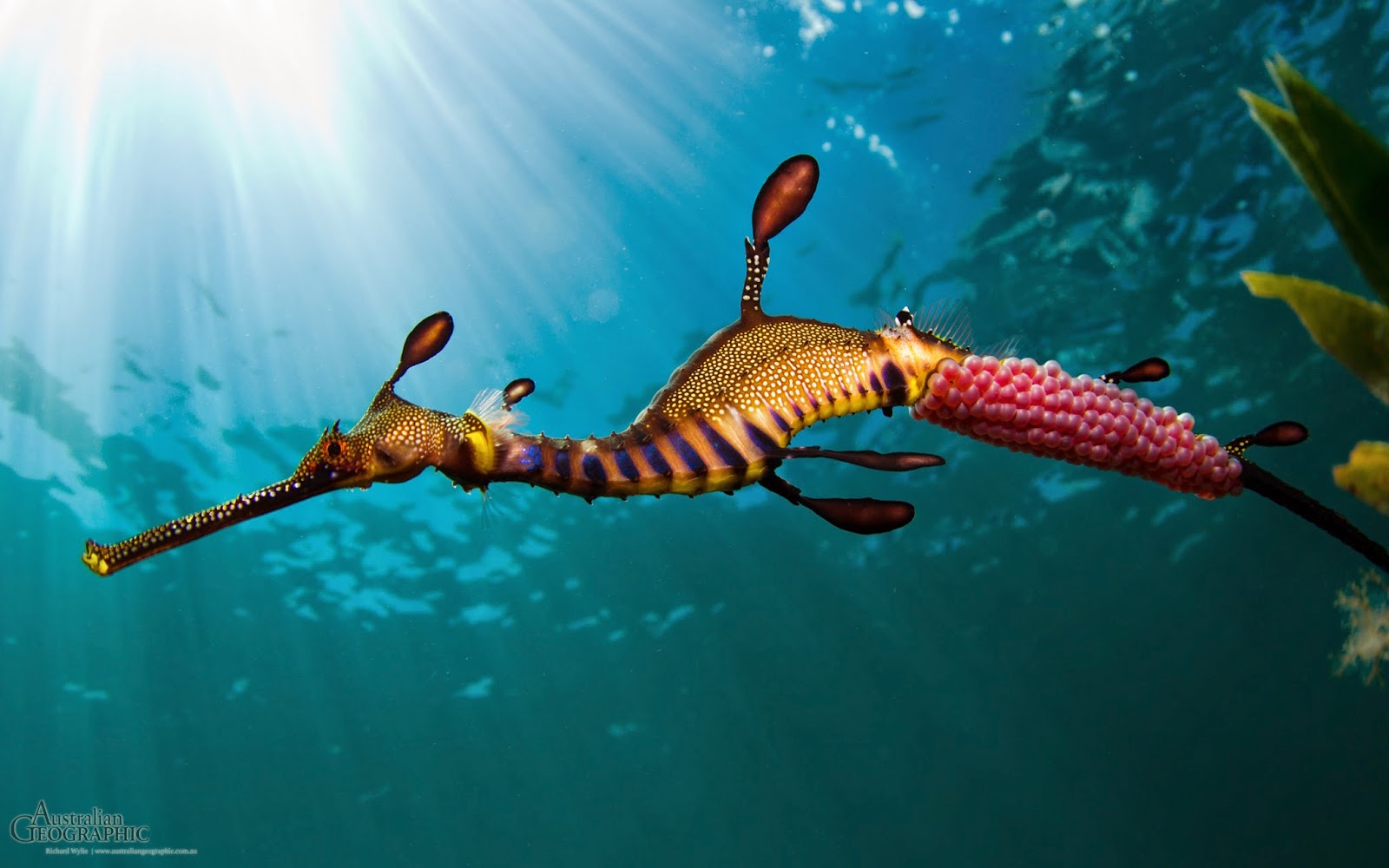 Biologia-Vida: Dragão-marinho-comum /Common seadragon (Phyllopteryx ...