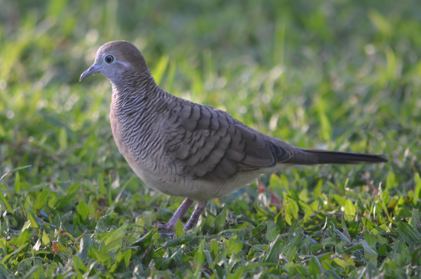 My Bird Blog: August 2013