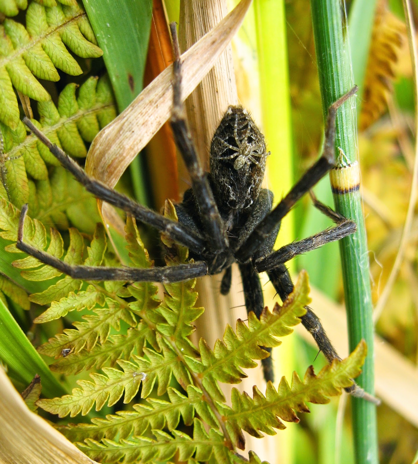Tangled Web: Striking Spiders