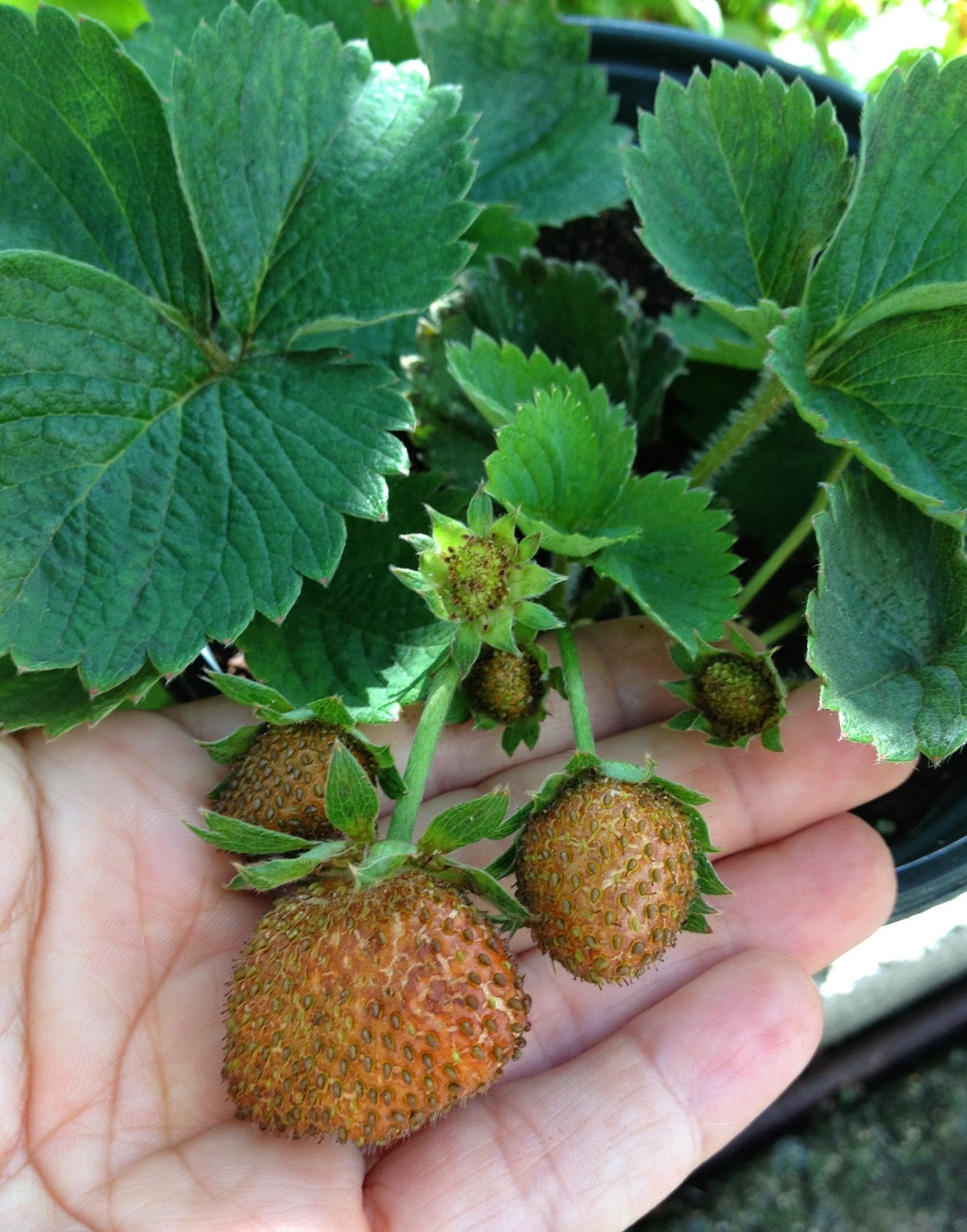 REPRODUCCION DE FRESAS: Fresas Bronceadas en Puerto Rico