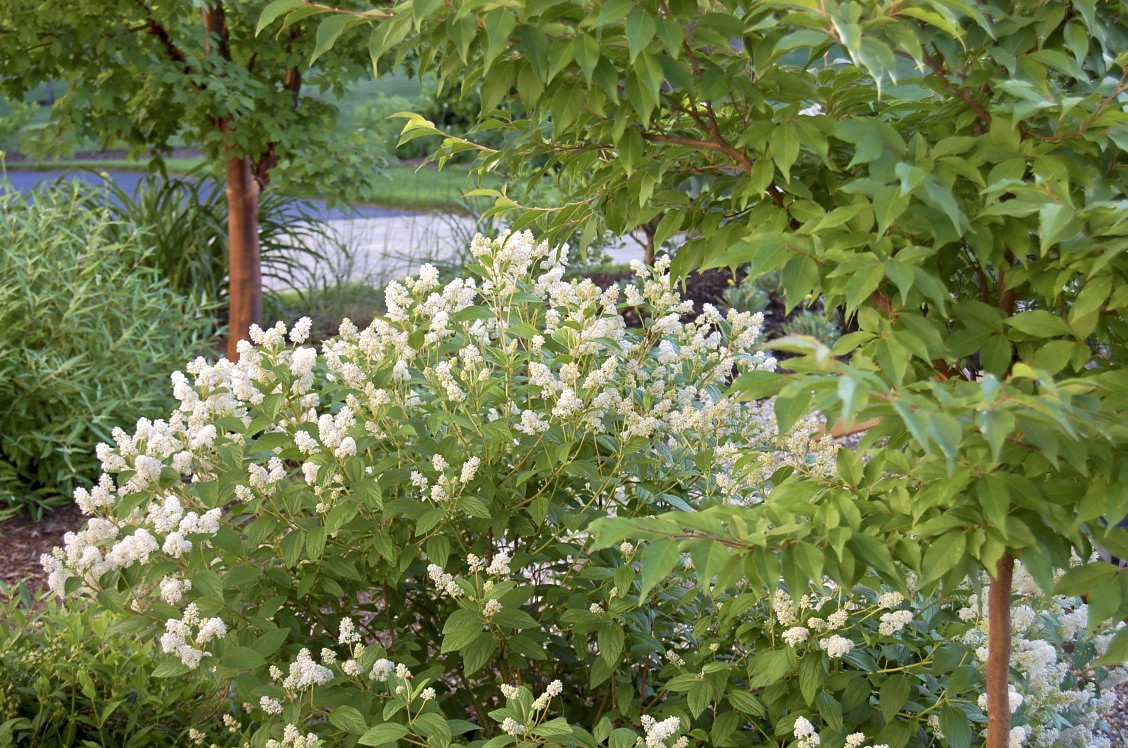 Plant Inventory at 20 Timothy : Ceanothus americanus / New Jersey Tea