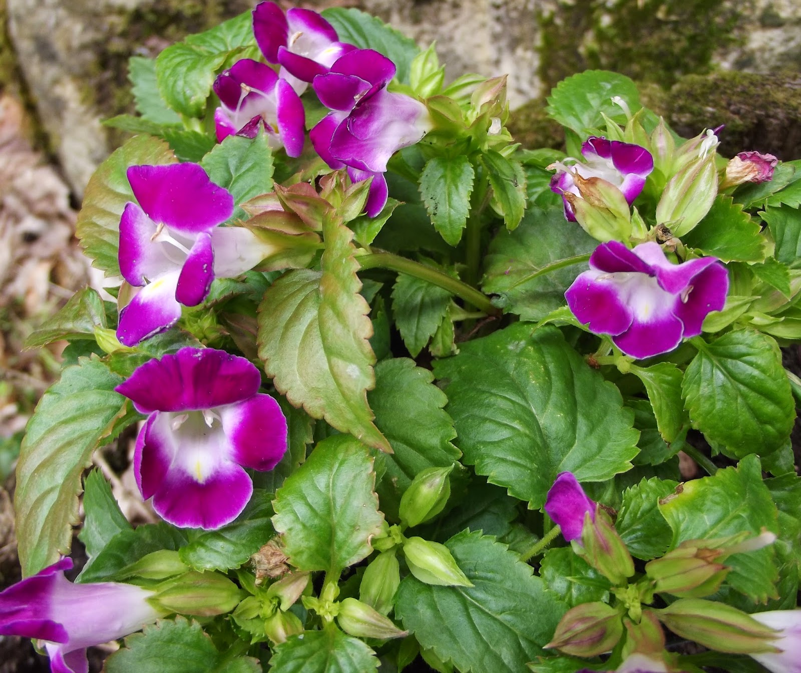 In The Garden: Torenia -an alternative to Impatiens