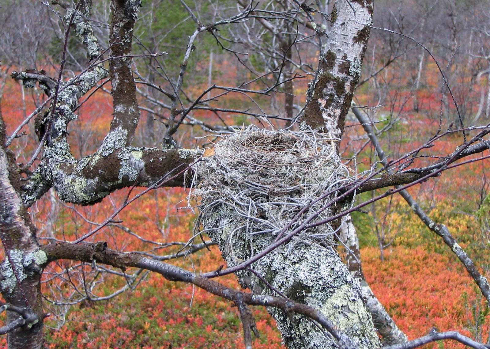 Värriön luontopäiväkirja - Varrio nature diary: Tunturikoivun oksaan ...