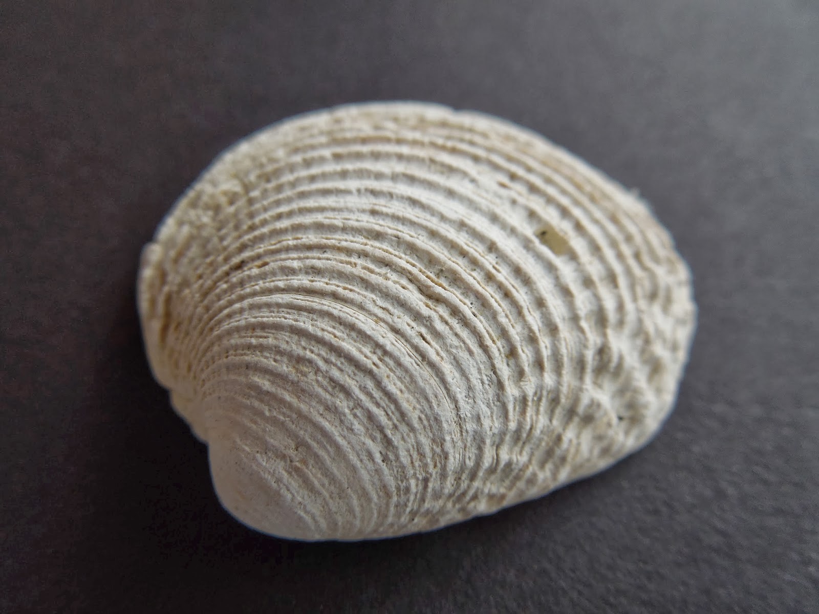 Montse Fotoblog: febrero 2014