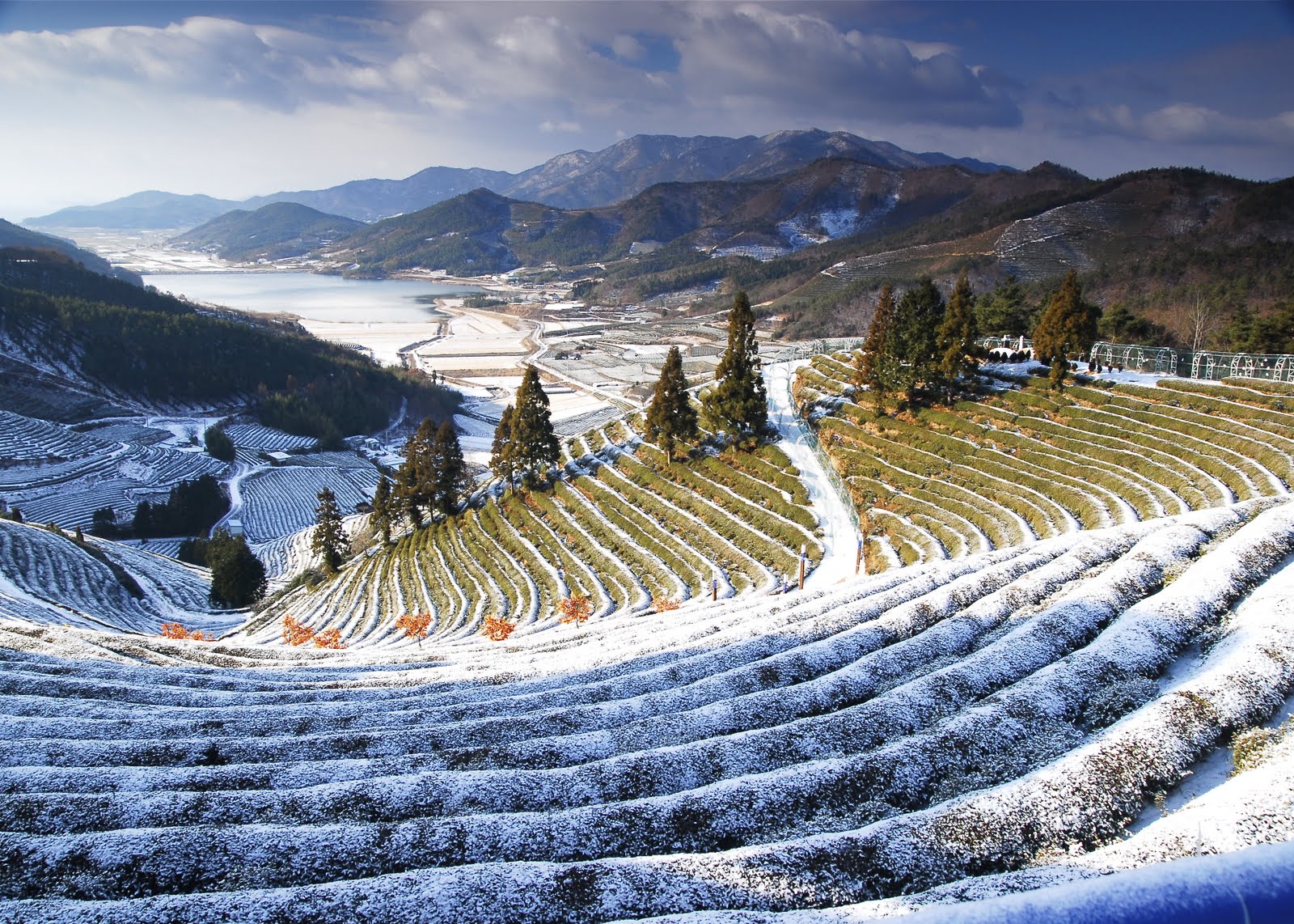 Boseong Green Tea Fields: How and When to Visit | Linda Goes East