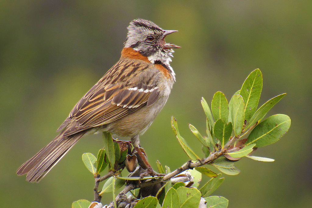 PLAAN : Gorrión Americano - Zonotrichia capensis