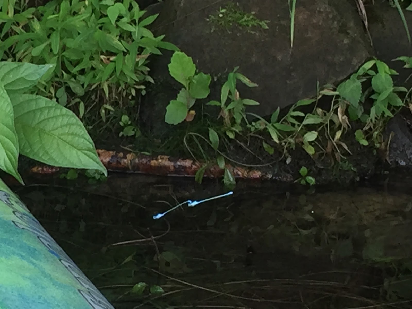 Kayaking Across Ohio: Lake Rupert: Damselflies' Playground