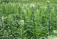 Wiki trend: SUSAM TARIMI (Sesamum İndicum L.)