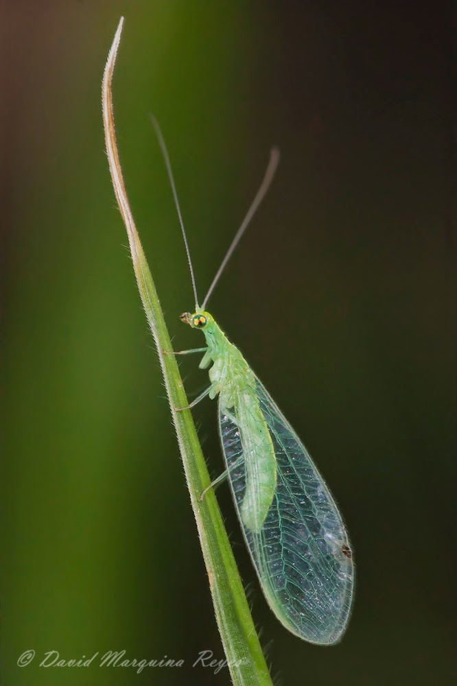 MACREANDO: Crisopa III