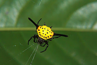 Unique Facts And Information: Spider With Long-horned - orb weaver spider