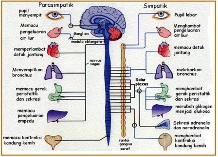 Perbedaan Sistem Saraf Pusat dan Sistem Saraf Tepi
