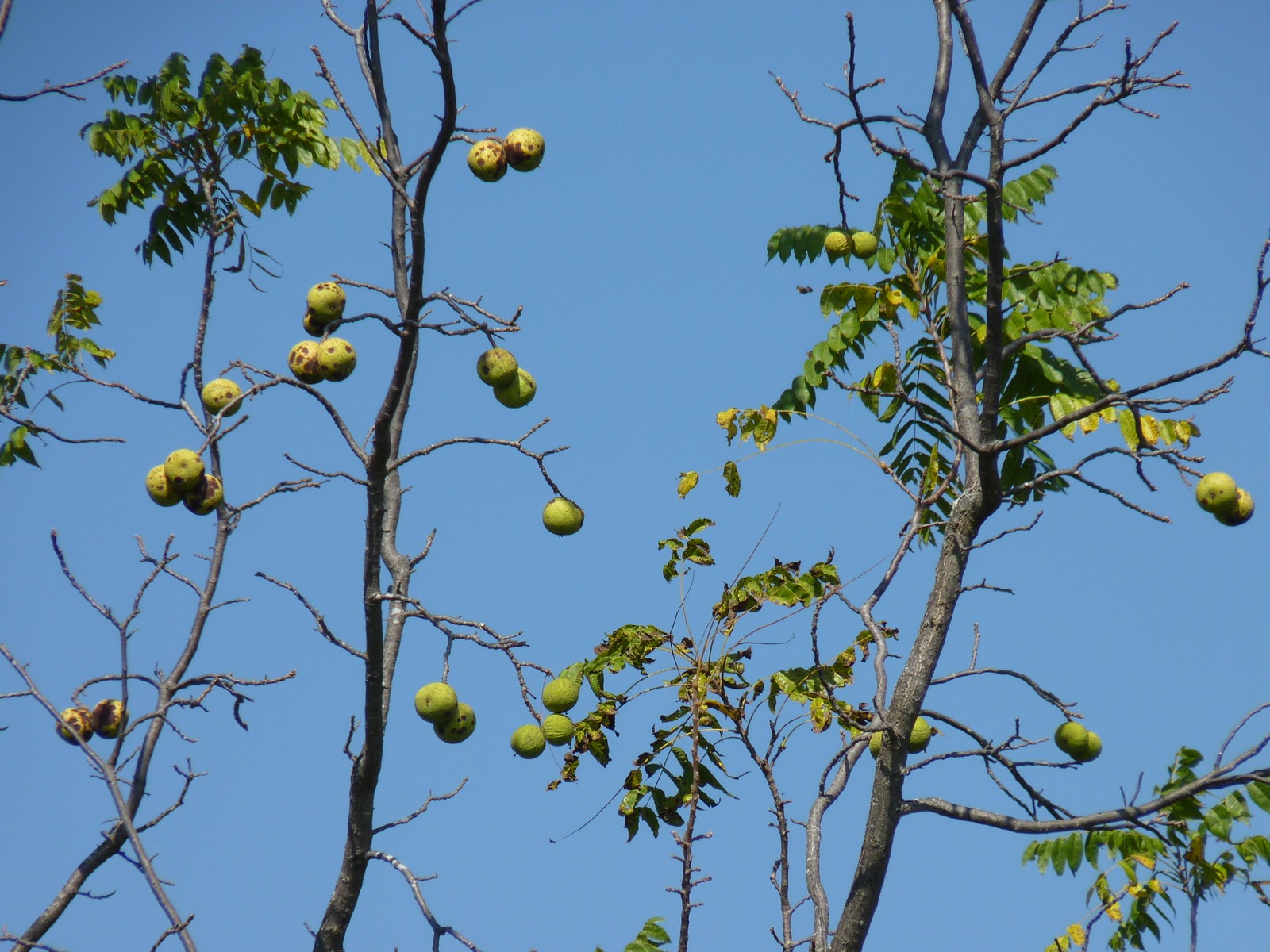 Mountain Glen Farm Journal: Black Walnuts