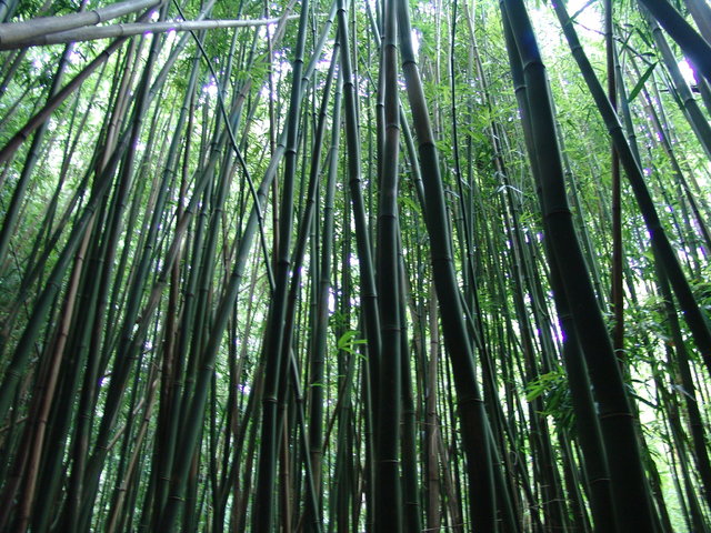 Oahu Rainforest Hike ~ Hiking Tour