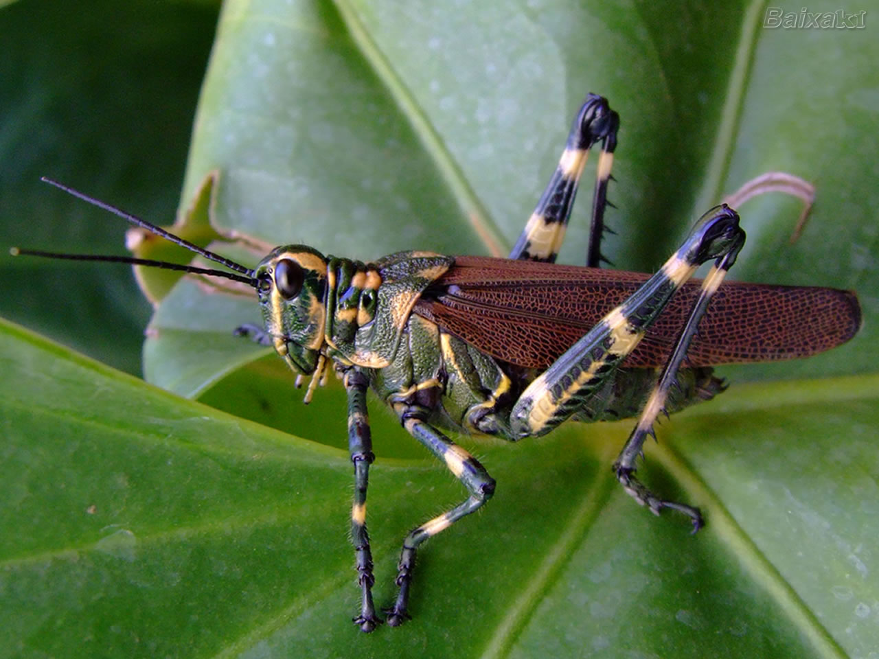 .: Ciências do David :.: Grilos