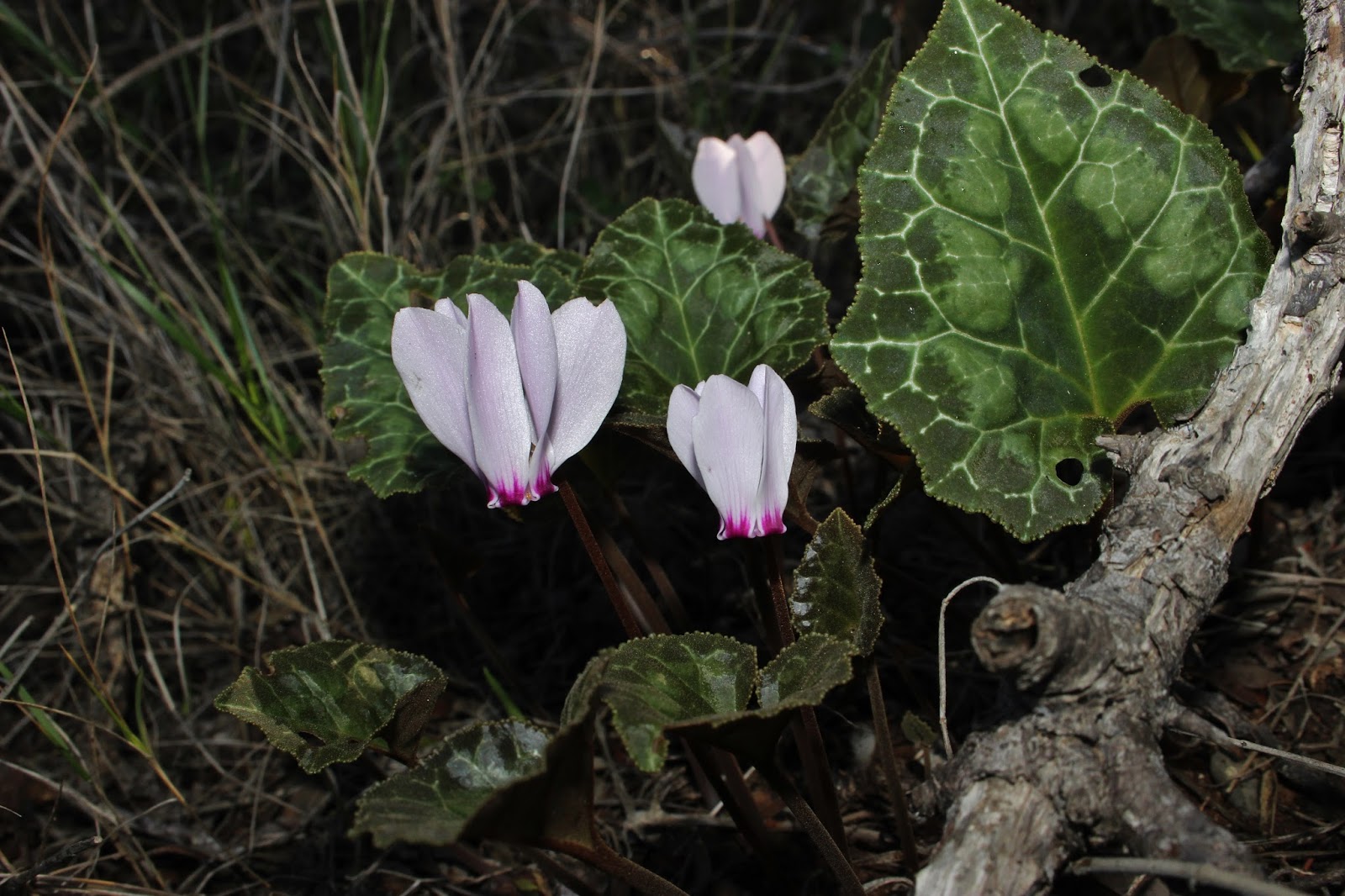 Biodiversity of Cyprus by NGO Protection of the Natural Heritage and ...