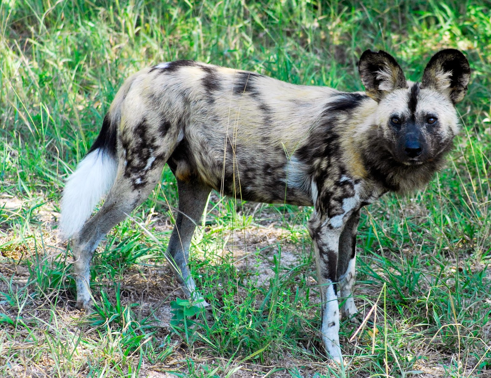 The Great Wildebeest Migration: Wild Dog Love