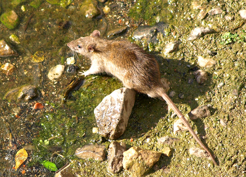 RENASCERAQUI - JOÃO MaC SANTOS: As ratazanas...