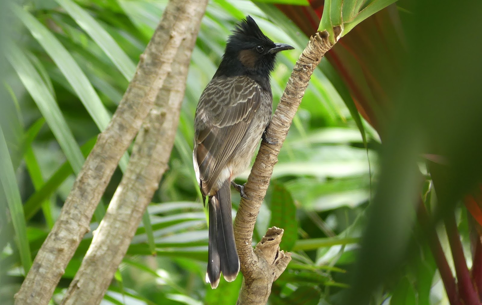 Gale's Photo and Birding Blog: Bulbuls