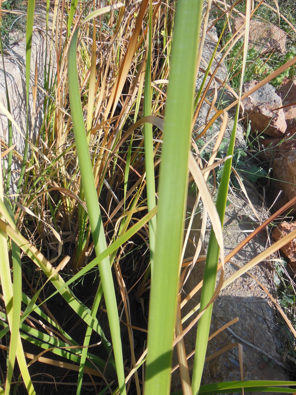 naturconsejos: ANEA (Typha latifolia).