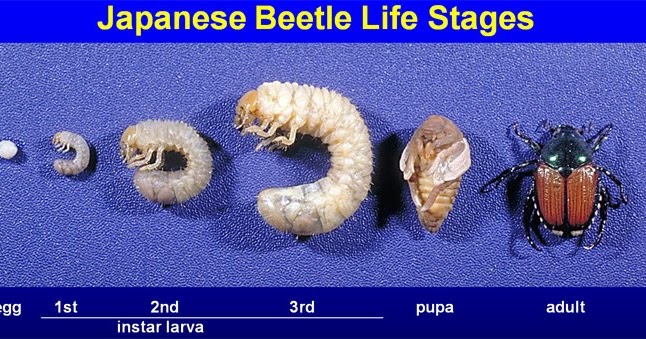 Padi Lahan Kering, Begini cara Mengatasi Hama Uret padi Gogo - Rumah Petani