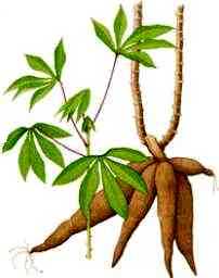 Discover Life: What Is Sabudana / Tapioca / Sago (साबूदाना): Is ...