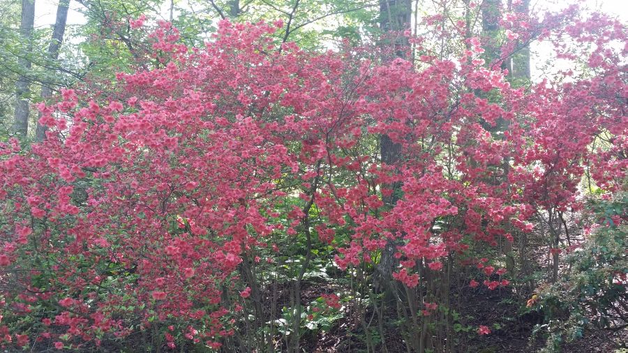 Future Plants by Randy Stewart: Azaleas -Evergreen Hybrids