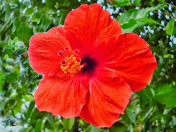 Rose Mallow-Hibiscus rosa-sinensis-Wada Mala(Hibiscus Archeri) | SL Flora