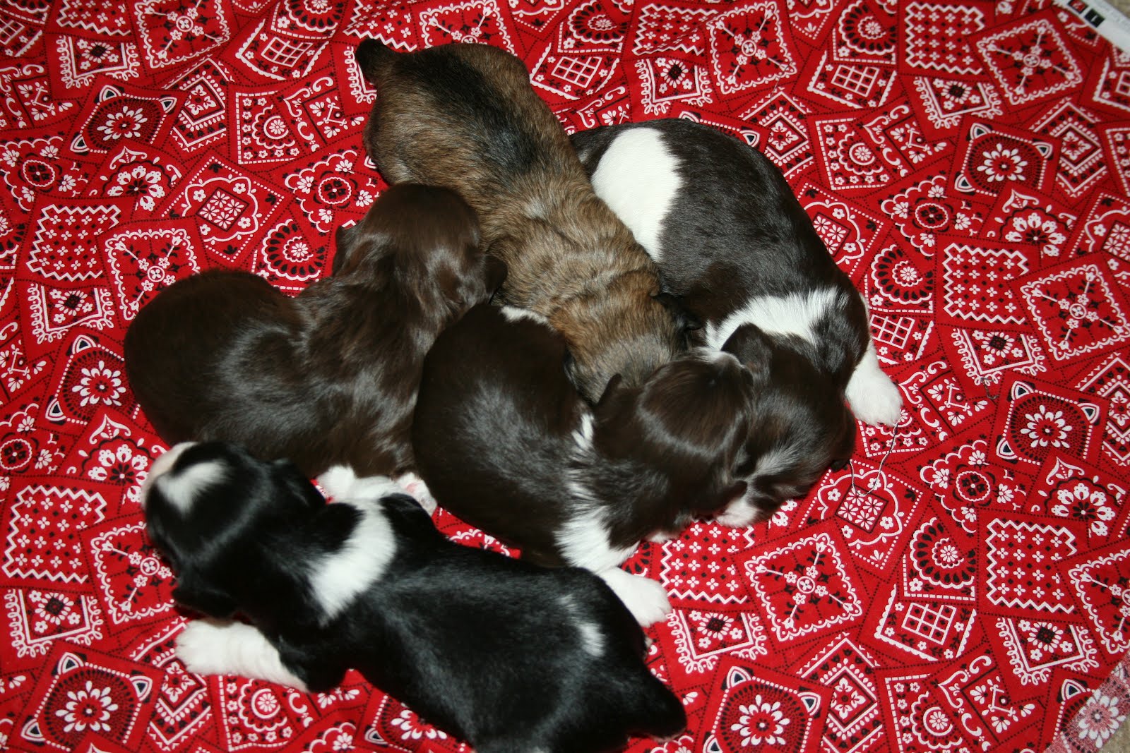 Available Puppies: Havanese puppies are 2 weeks old with their eyes open!!
