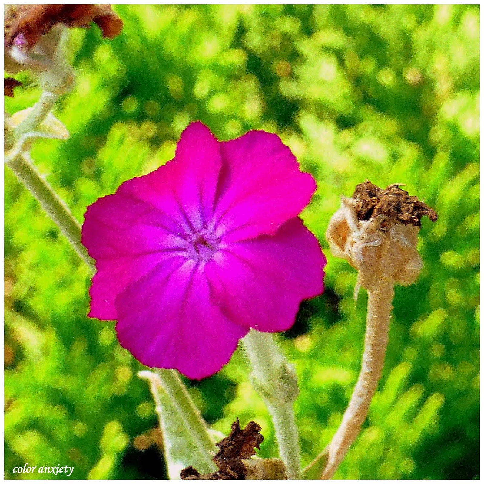 color anxiety: Kąkolik