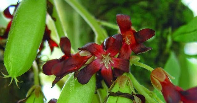 Manfaat Belimbing Besi untuk Kesehatan ~ TLOGO TANI