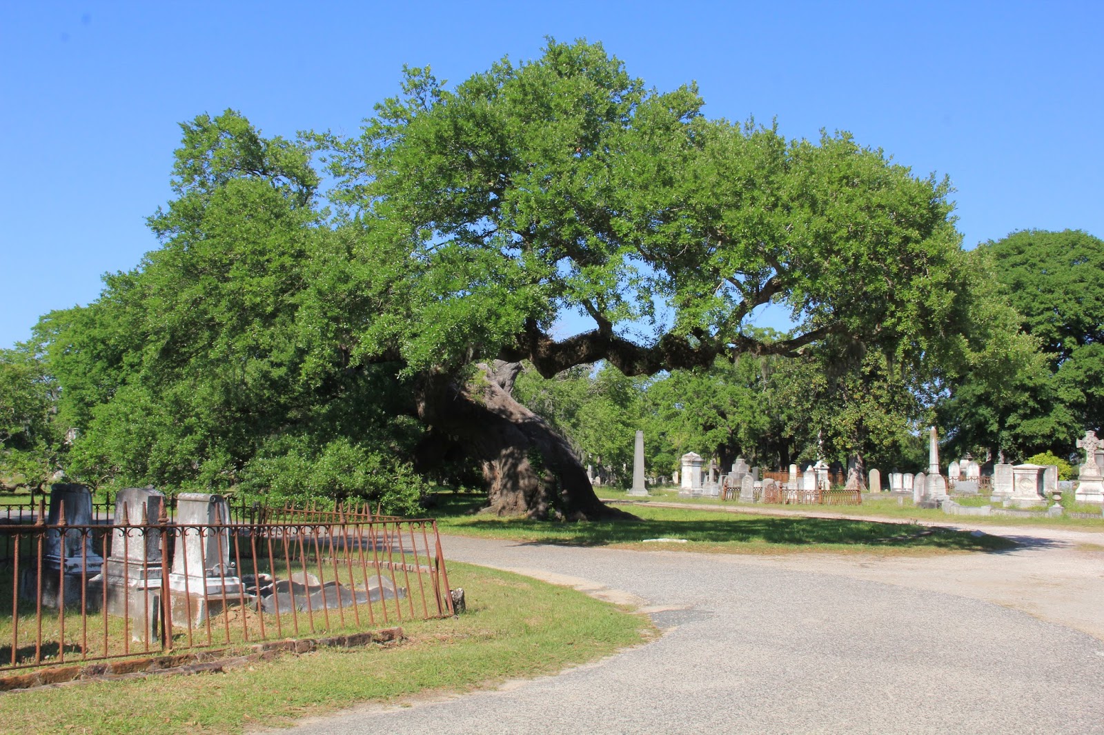 Taphophile Corner: The Great, Grandfather Oak of Magnolia Cemetery