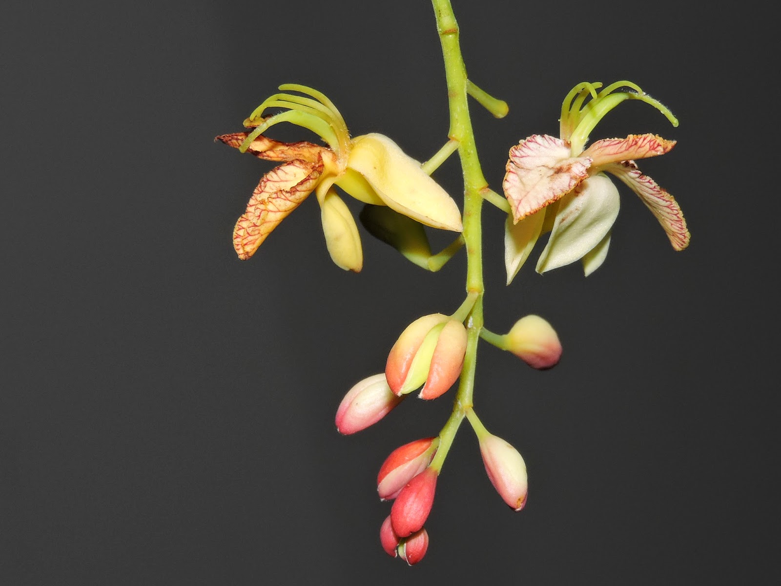 Fabaceae - Leguminosae no Brasil: Fabaceae - Tamarindus indica L ...